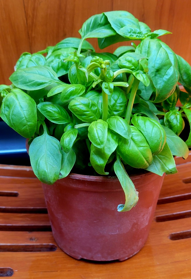 Basil – kateandjohnsail.boats